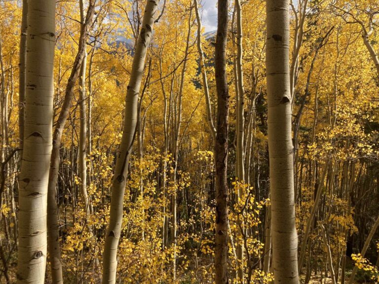 When To See Peak Fall Colors in Colorado | CAG Backcountry Blog