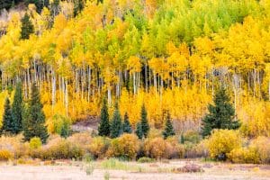 When To See Peak Fall Colors in Colorado | CAG Backcountry Blog